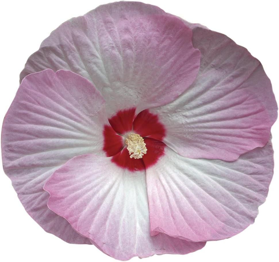 Amazon.com : Burpee Blue Star Columbine Seeds 60 seeds : Patio, Lawn ...