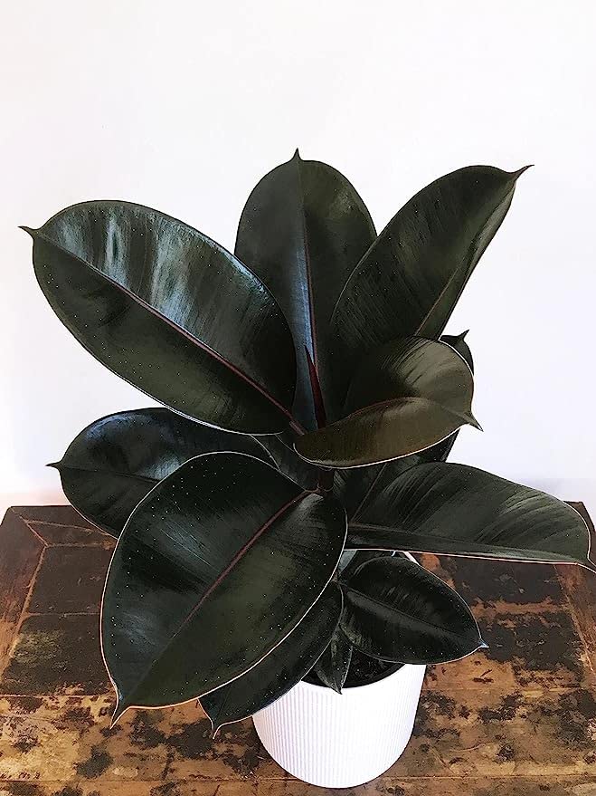 Ficus Elastica Rubber Fig Indoor Live Plant, Black Rubber black rubber ...