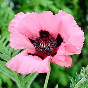 Amazon.com : Raspberry Queen Oriental Poppy Flower Root - Deer ...