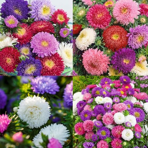 Amazon.com : 1000+ Perennial Aster Flower Seeds for Planting Outdoors-Rainbow Aster Flower ...