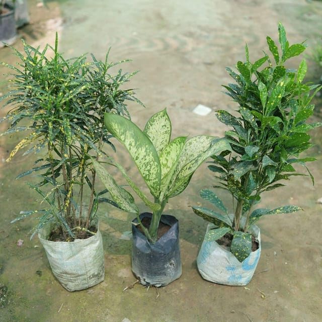Set of 3 - Aglaonema Maria Christina, Baby Croton & Chironji Croton in ...
