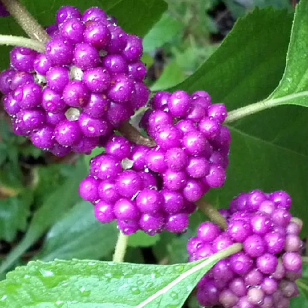 Amazon.com : QAUZUY GARDEN 40 American Purple BEAUTYBERRY Shrub Flower ...