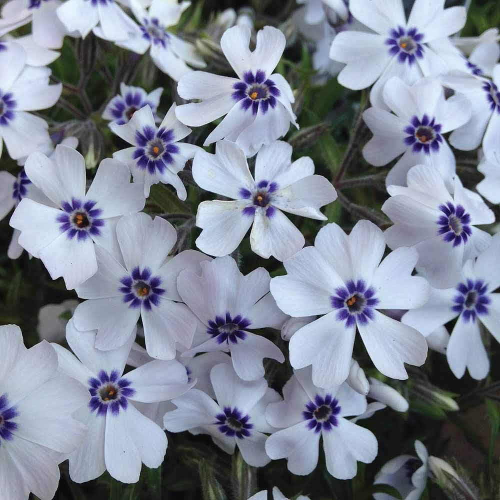 Phlox Pharoah Blue Eyes Hardy Perennial 5 postiplugs by Thompson and ...
