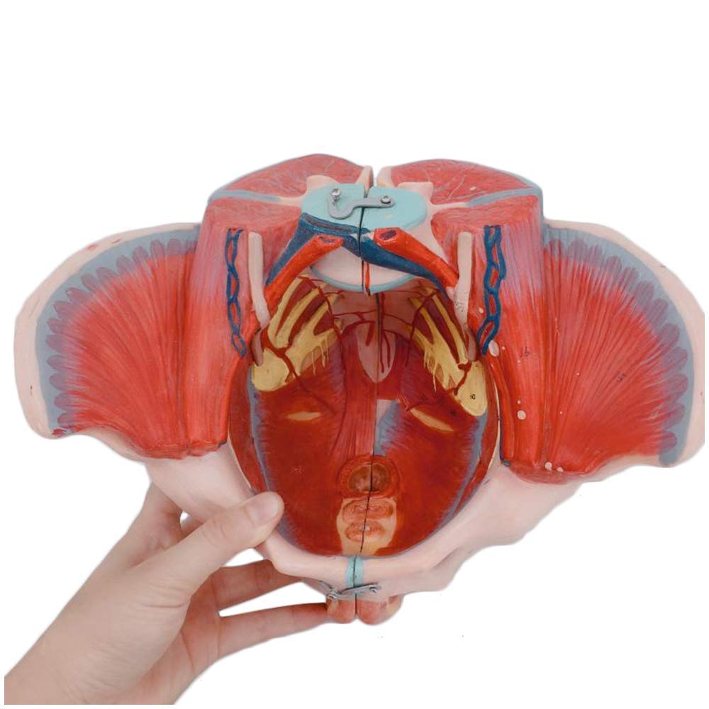 Buy Female Pelvis Model Pelvic Floor Muscle and Neurovascular Lumbar ...