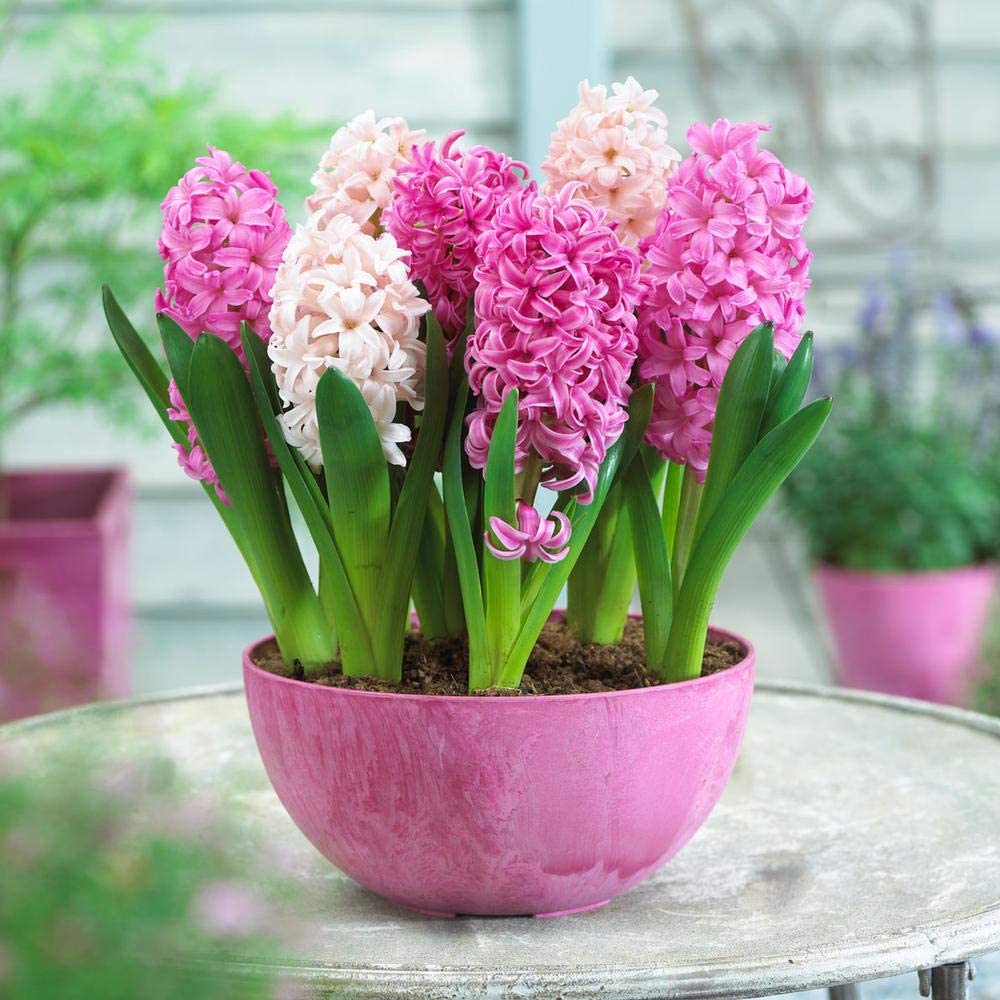 Radha Krishna Agriculture Imported Variety Hyacinth, Dutch hyacinth Flower bulbs mix color For ...