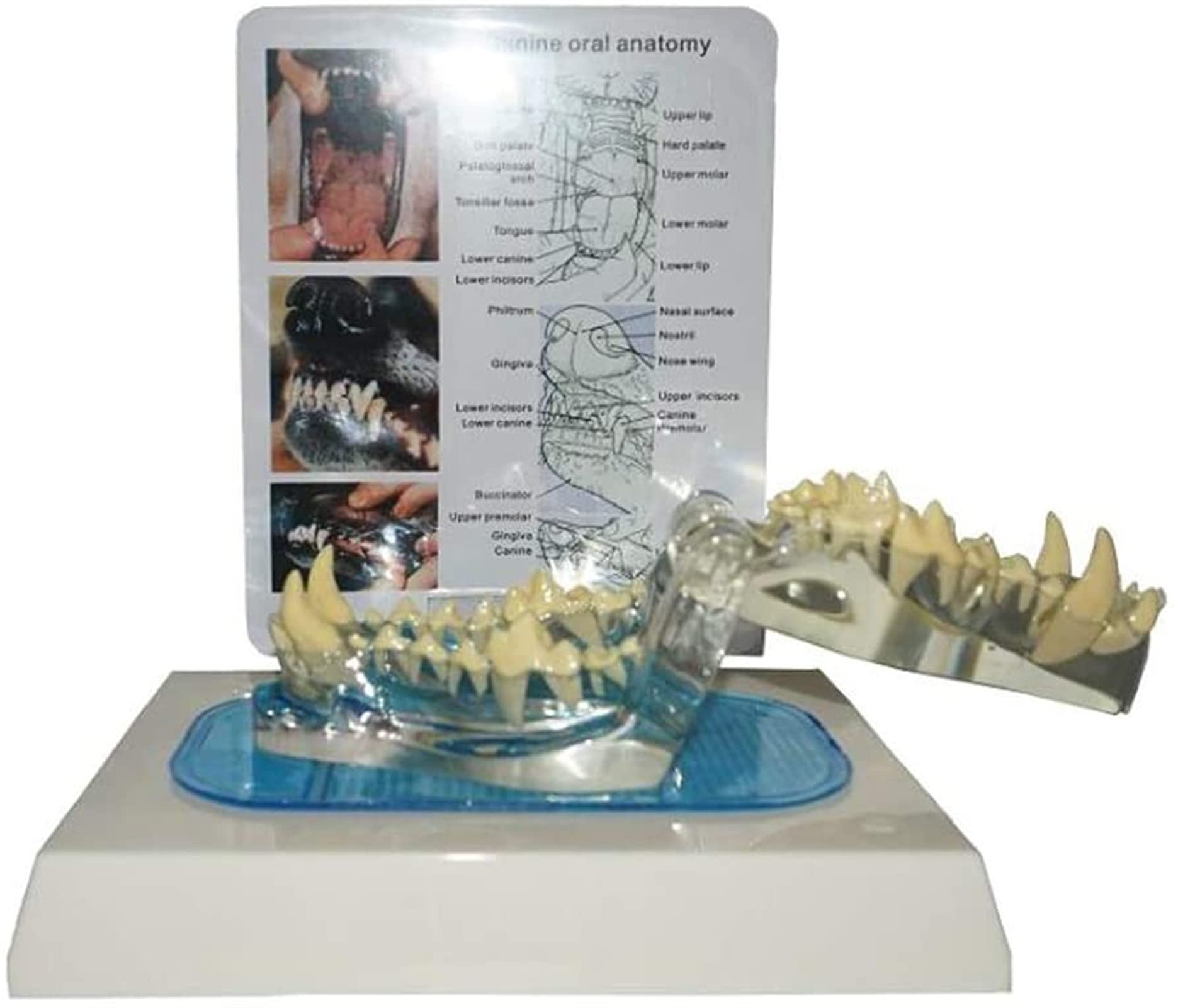 Buy Anatomy Model, Dog Teeth Model - Transparent Dog Tooth Anatomical ...