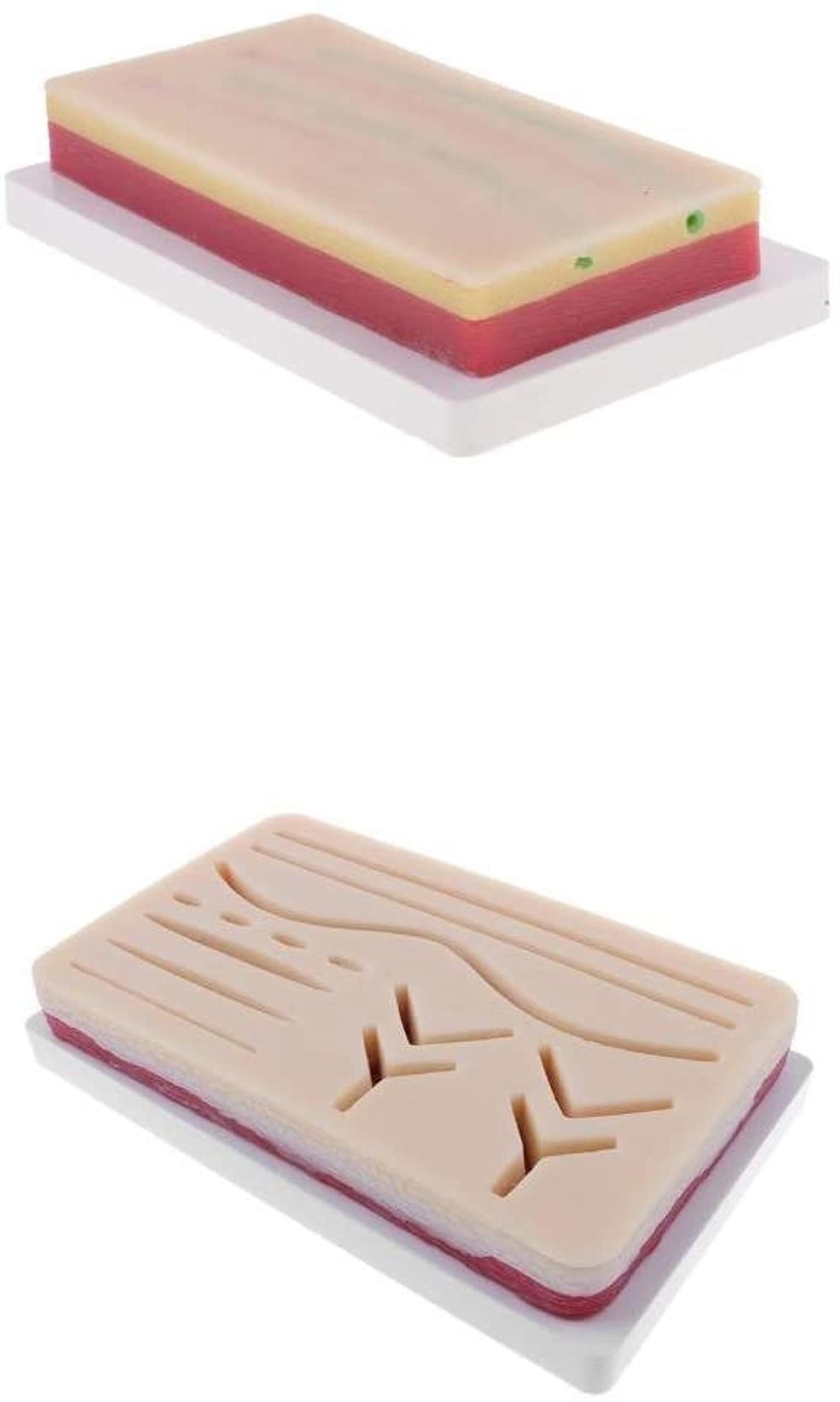 Dh 7 2 Sets Anatomical Human Skin Model Muscle Fat | Desertcart Sri Lanka