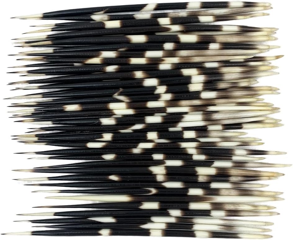 Amazon.com: Heyiwell 5Pieces African Porcupine Quills 8"~9" Inch Long ...