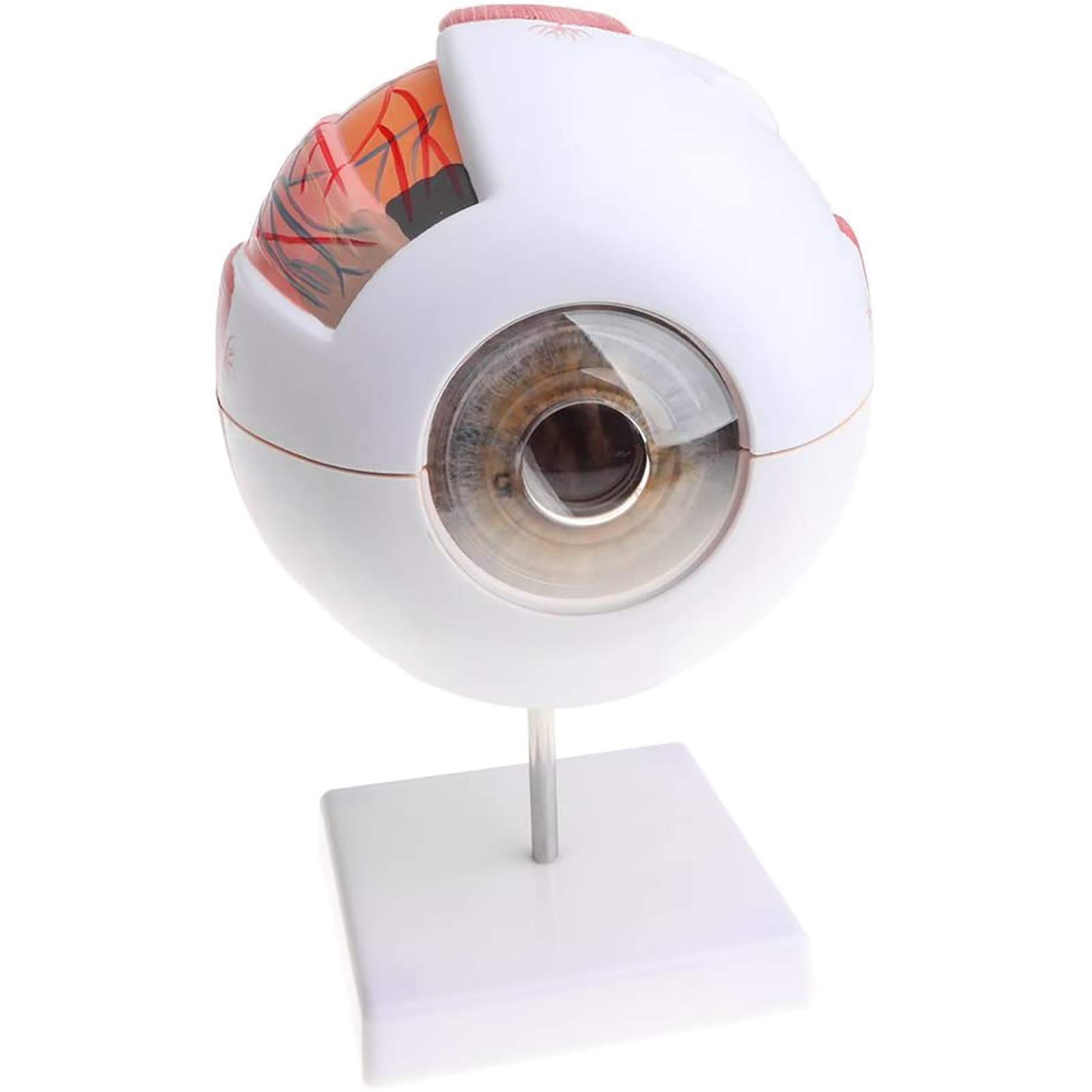 Buy XIEZI Anatomical Model Eyeball Anatomy Model Human Eye Model ...