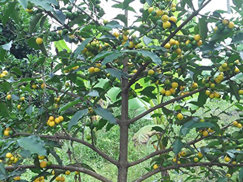 Creative Farmer Baraba Fruit Rheedia Edulis Translucent to White in ...