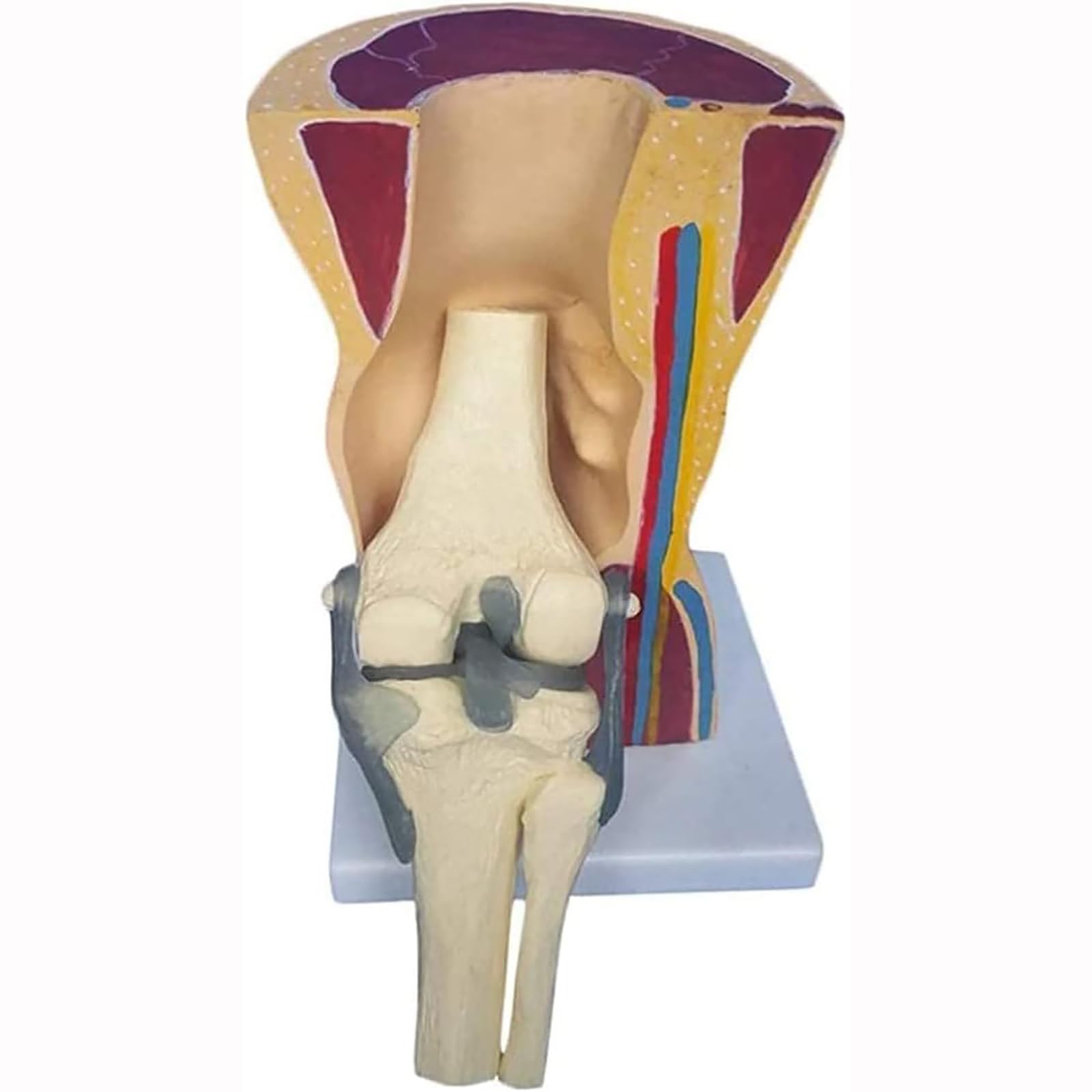 Amazon.com: UNbit Human Knee Joint Model Anatomical Human Knee Joint ...