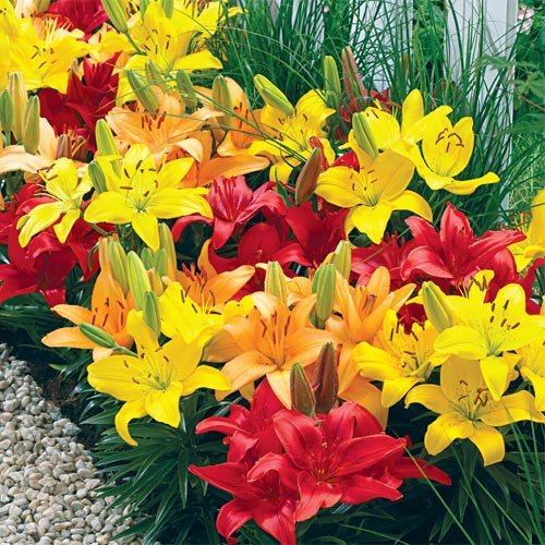 Asiatic Lily pack of 20 BY Zabbus Mixed : Amazon.in: Garden & Outdoors