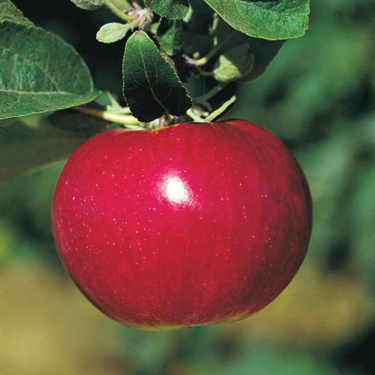 Amazon.com : GURNEY'S - Pixie Crunch Apple Standard Fruit Tree, Dormant ...