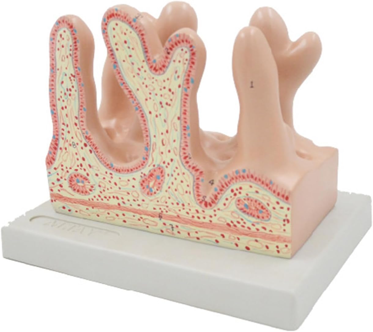 Anatomical Intestinal Villus Model Human Digestive Model Human Large ...