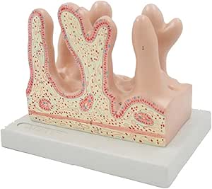 Anatomical Intestinal Villus Model Human Digestive System Model Human ...