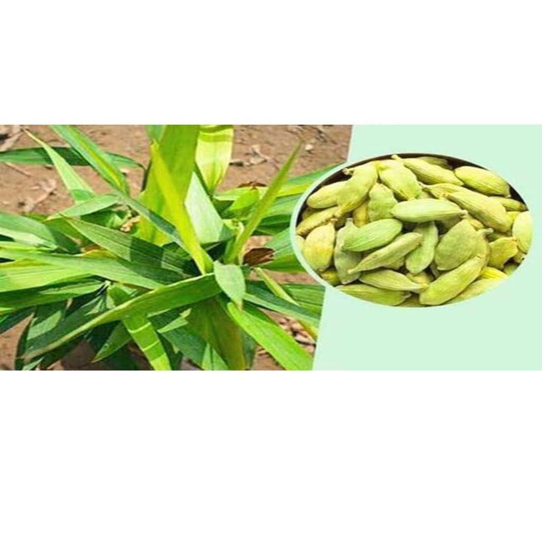 S Nursery Elachi Plant (Pack Of 1) : Amazon.in: Garden & Outdoors