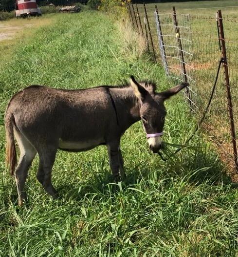 Amazon.com: Hamilton 3/4-Inch Nylon Quality Horse Halter, Pony or ...