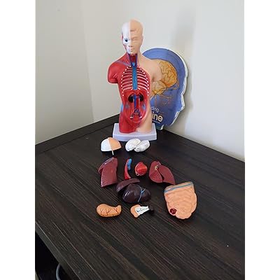 11-inch Male Human Torso Body Anatomy Model Nepal | Ubuy