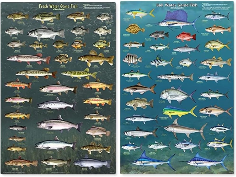 Amazon.com: Picture Peddler Laminated Salt Water Game Fish & Fresh ...