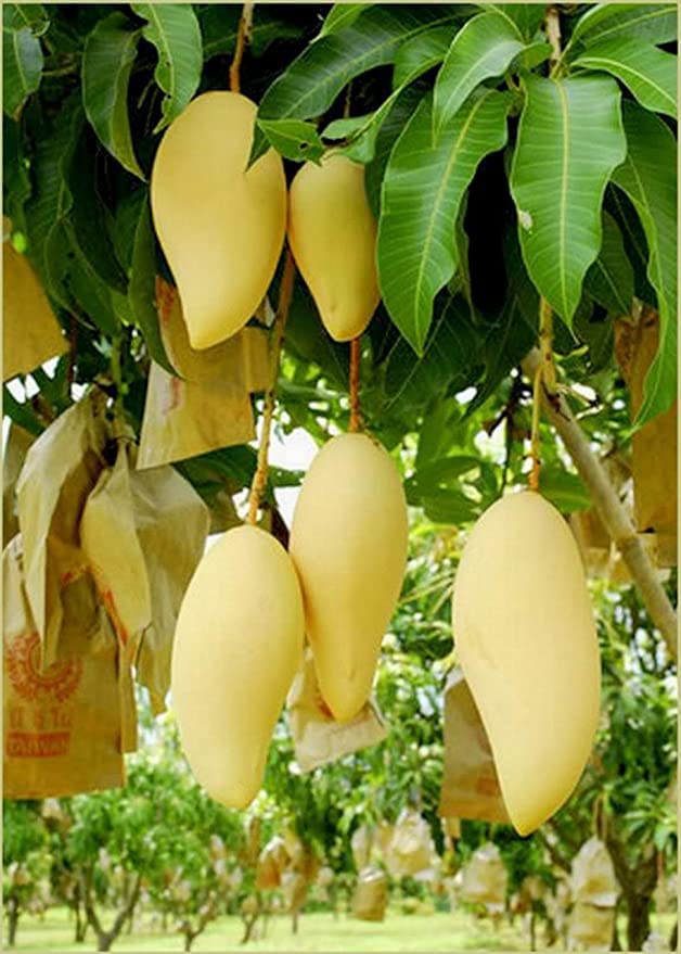 Shopaholic All time Mango Plant Thailand Baramasi Mango Mankani Aam ...