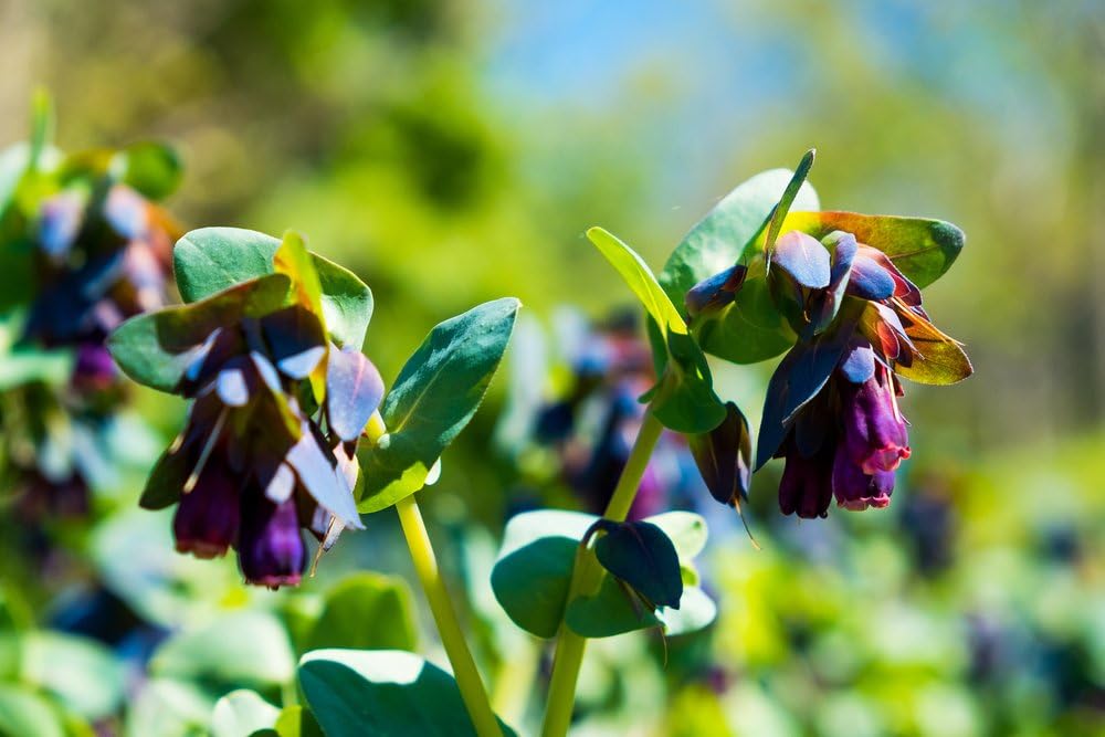 Grow Your Secret Garden Cerinthe Seeds, Honeywort, Blue Kiwi : Amazon.co.uk: Garden