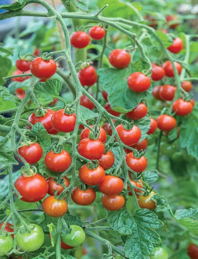 Amazon.com : 3 Cherry Tomato Live Plants 6 to 10 Inches, Perennial ...