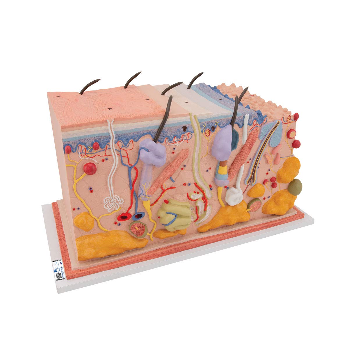 Epidermis Layers Model