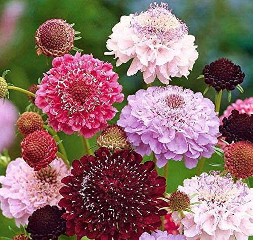 Pincushion flower - How to grow & care