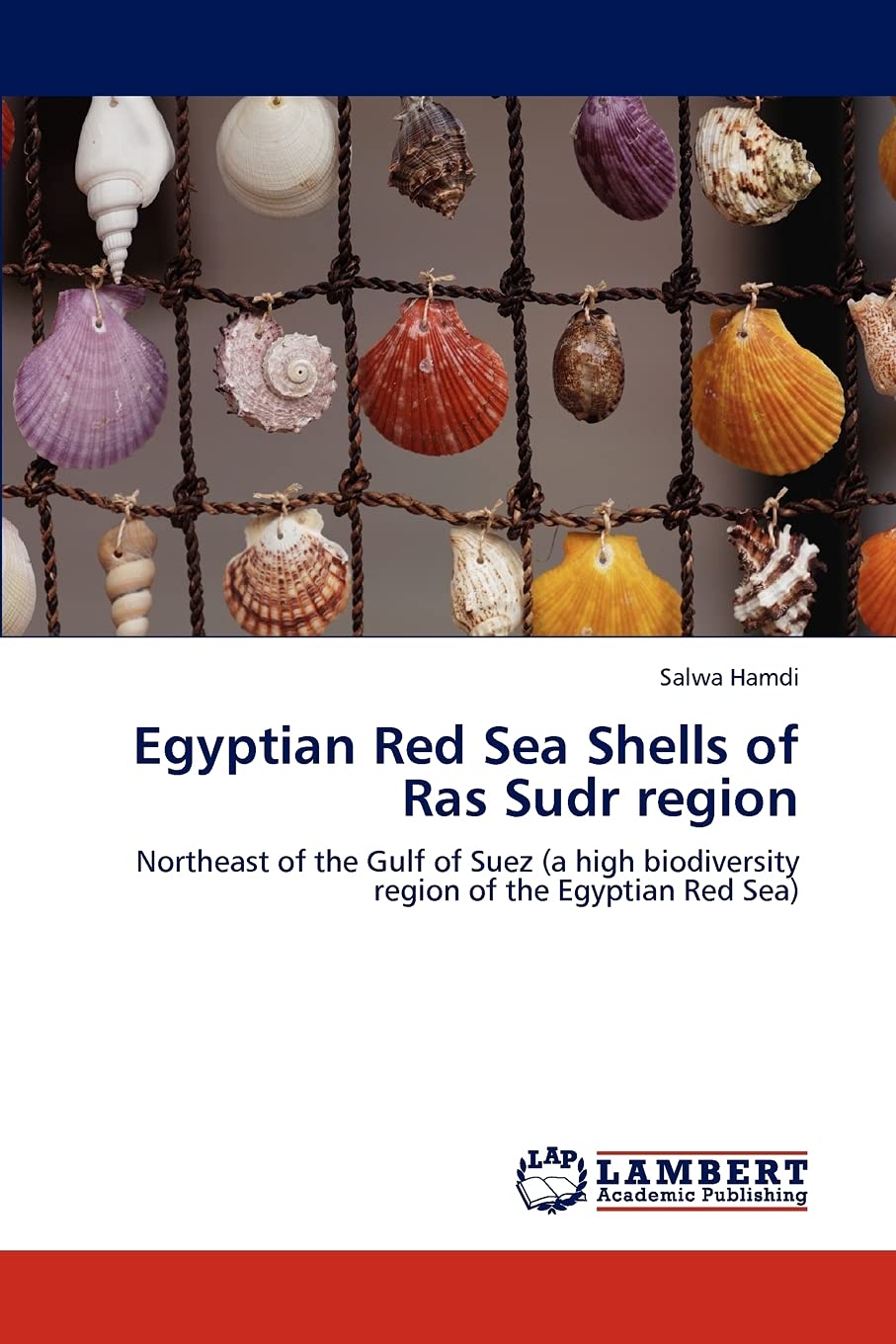 Buy Egyptian Red Sea Shells of Ras Sudr region: Northeast of the Gulf ...