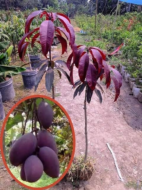 BISWAS PLANTS HOUSE' Rare Sweet ORIGINAL Black Stone Mango GRAFTED ...