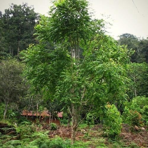 Amazon.com : Spanish Cedar Tree Seeds (Cedrela odorata) 30+Seeds ...