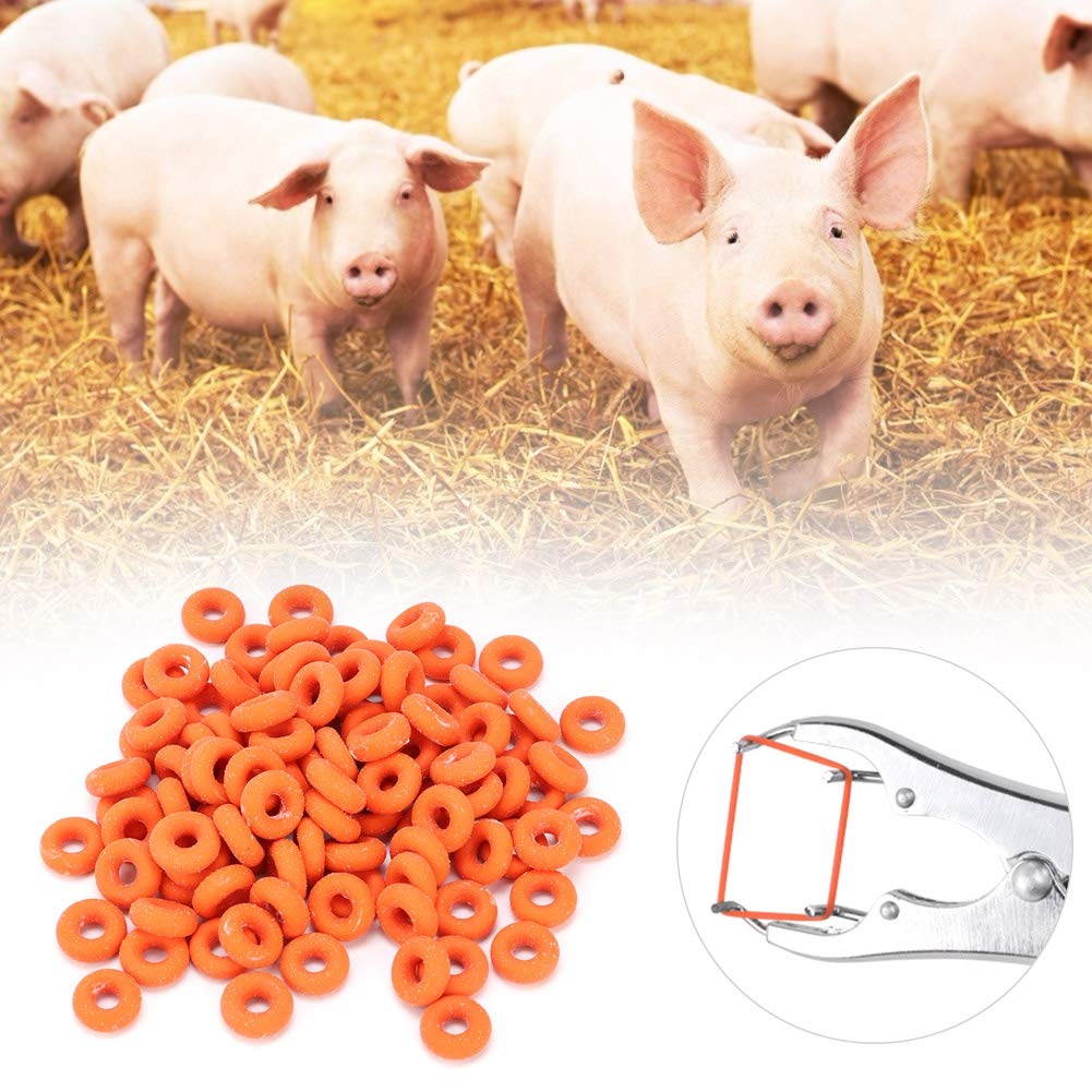 Hemorrhoids Banding Kit Fopytu 100pcs Castrator Rings Castration Pliers ...