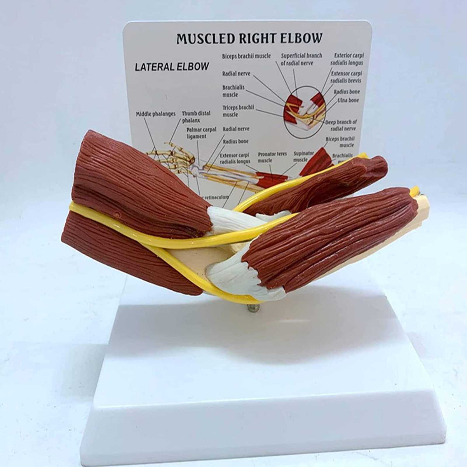 Human Muscle Elbow Joint Nerve And Ligament Functional Model Medical ...