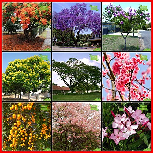 Creative Farmer All Season Garden Seeds Combo Flower Tree & Tree Seeds ...