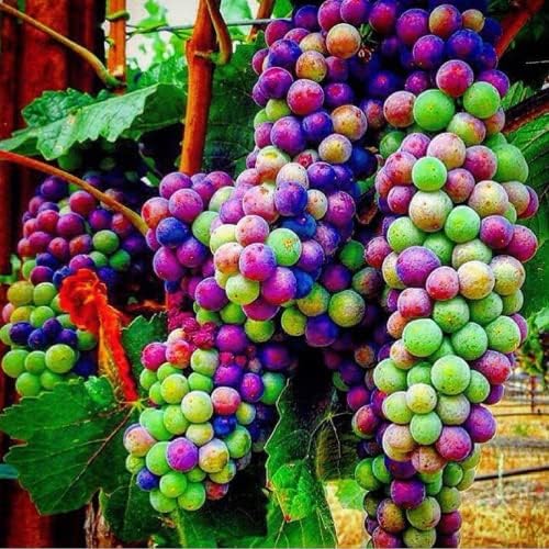Amazon.com : CHUXAY GARDEN Black Grape Seed 20 Seeds Grape Climber Vine ...