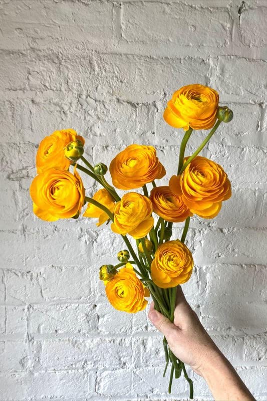 Ritz Farming ranunculus flower bulbs | ranunculus yellow flower bulbs ...