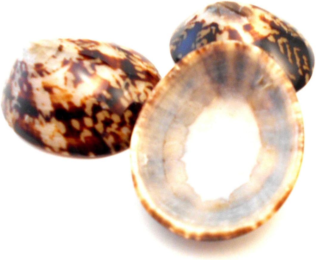 Amazon.com: 3 Hawaiian Polished Oval Limpet Shells Seashells 1 1/2"-2 ...
