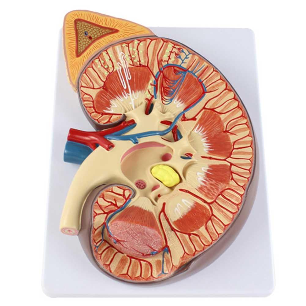 Human Body Model For Kids Disease Human Kidney Anatomy Model For ...