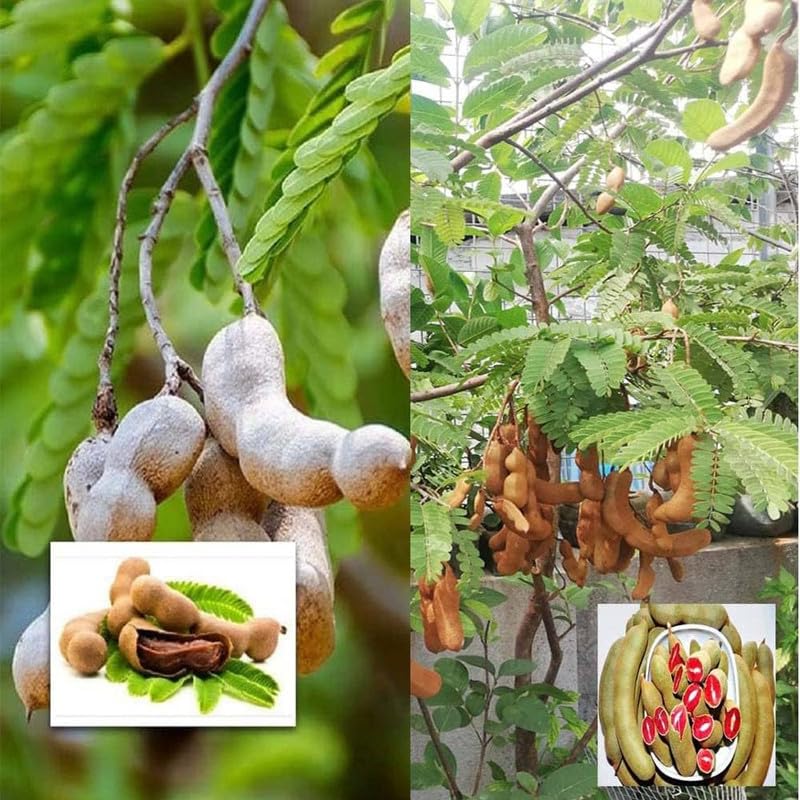 Live Plant Sweet tamarind,Imli, Sweet Tentul, Misti Tentul Plant ...