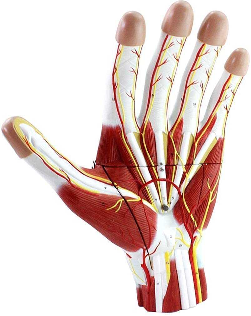Anatomy Model Assembly Educational Model Hand Anatomical Model With ...
