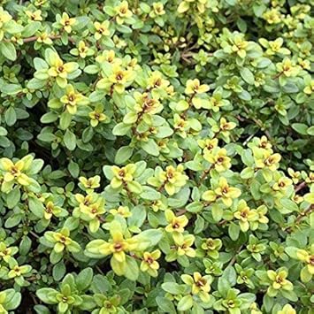 Portal Cool Las Semillas del Paquete: tomillo rastrero Rojo - Timo Se ...