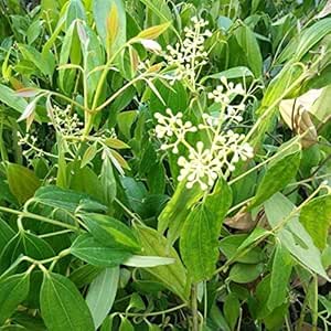 Tej Patta, Tamalpatra, Indian Bay Leaf Live Plant/size 18 to 24 Inches ...