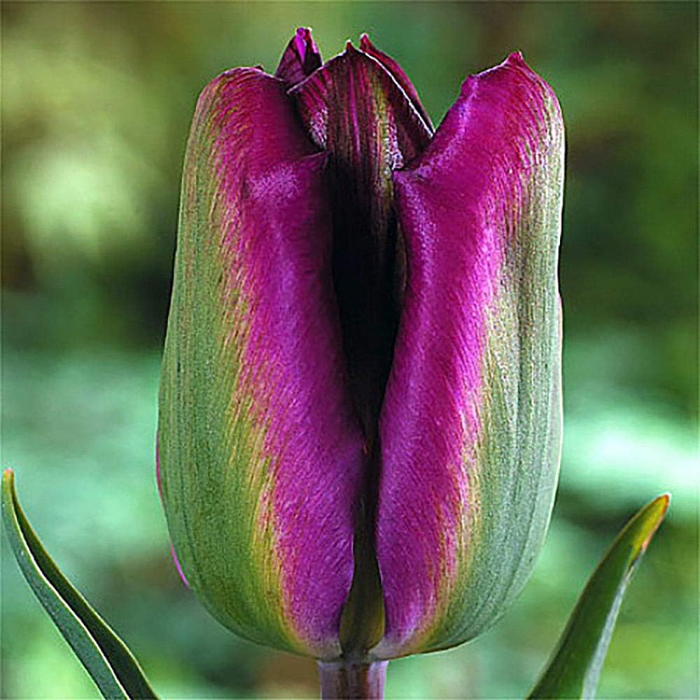 Amazon.com: Nightrider Viridiflora Tulip - 8 Bulbs - 12/+cm Bulbs ...