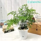 ・ブランド:PLANCHU・製造元:プランチュ・製造元/メーカー部品番号:planchu・「観葉植物専門店 プランチュ」が企画・管理・販売する商品です。・宅配便にて発送いたします。