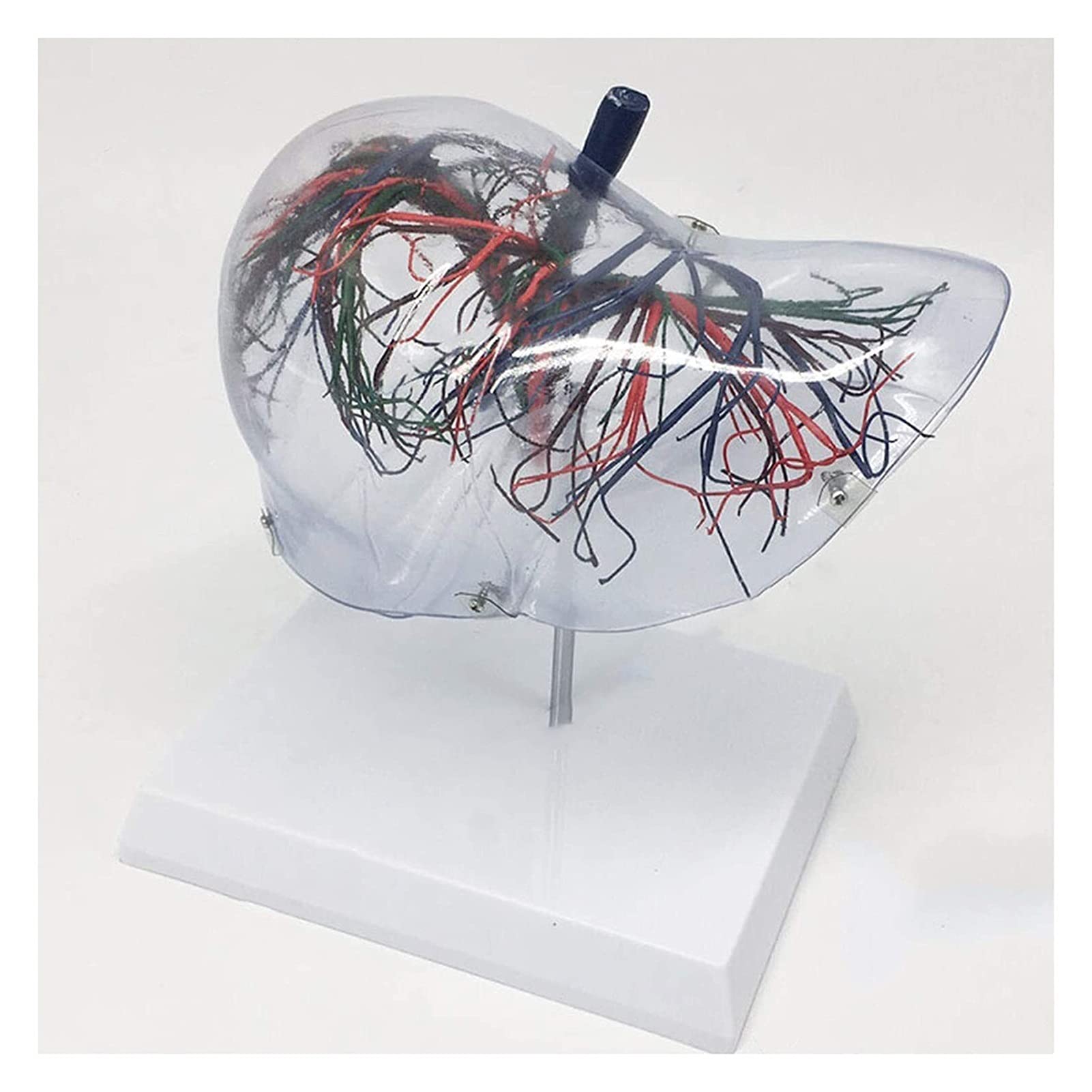 Buy JHGF Body Model Transparent Liver Model Life Size Human Liver ...