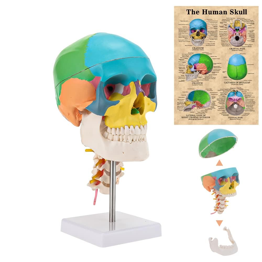 Snapklik.com : MIIRR Human Skull And Cervical Spine Model Life Size ...
