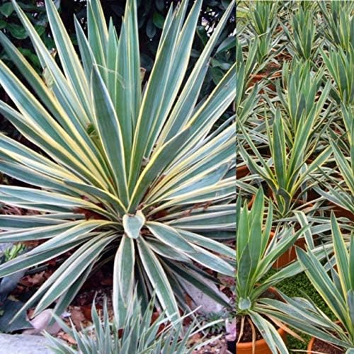 3 x Yucca Variegata Outdoor Plant - Amazing Two Tone Foliage - 9cm Pots ...
