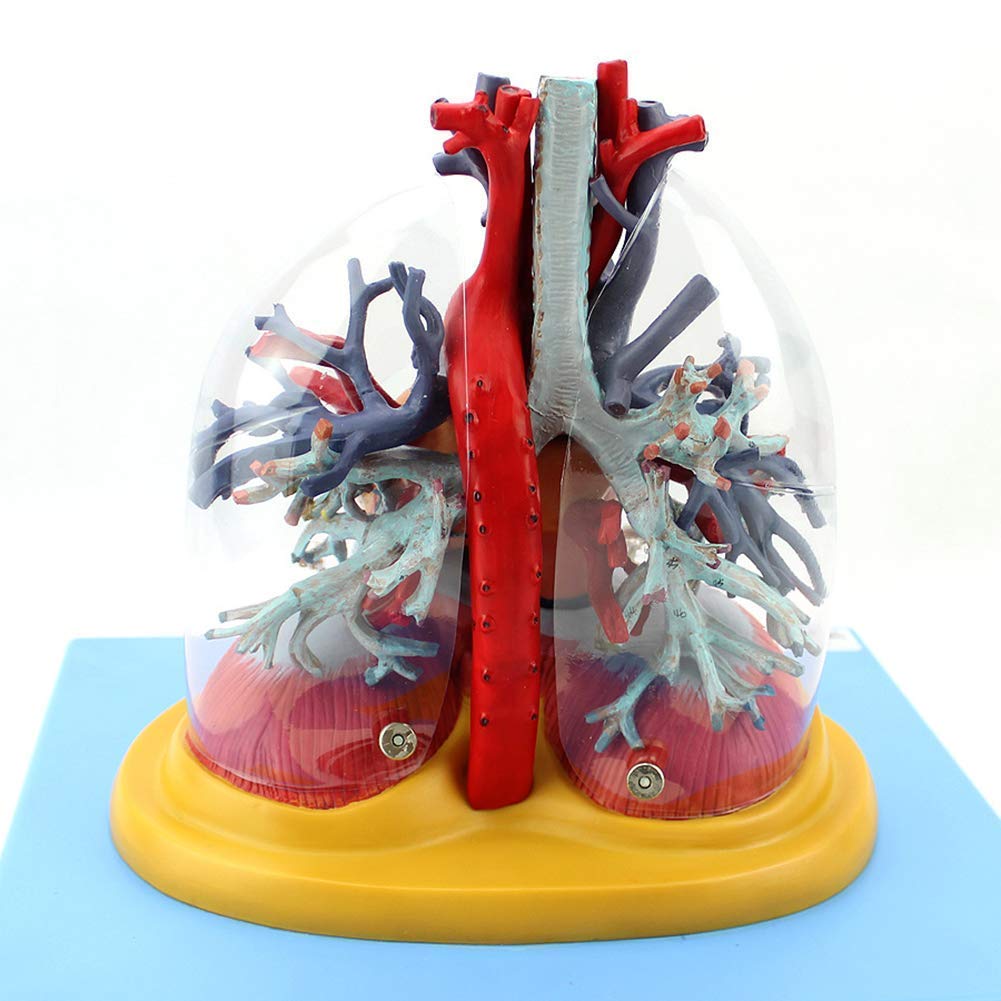 Buy XDJ Human Cardiopulmonary Bronchial Tree- Model, Heart Large Blood ...