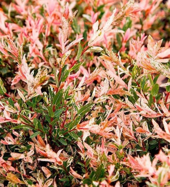 Best Deciduous Shrub Plants for Your Garden: Enhance Beauty and Privacy ...