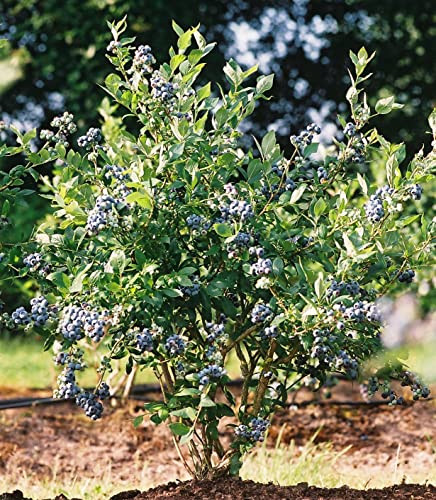 Blueberry plant - How to grow & care